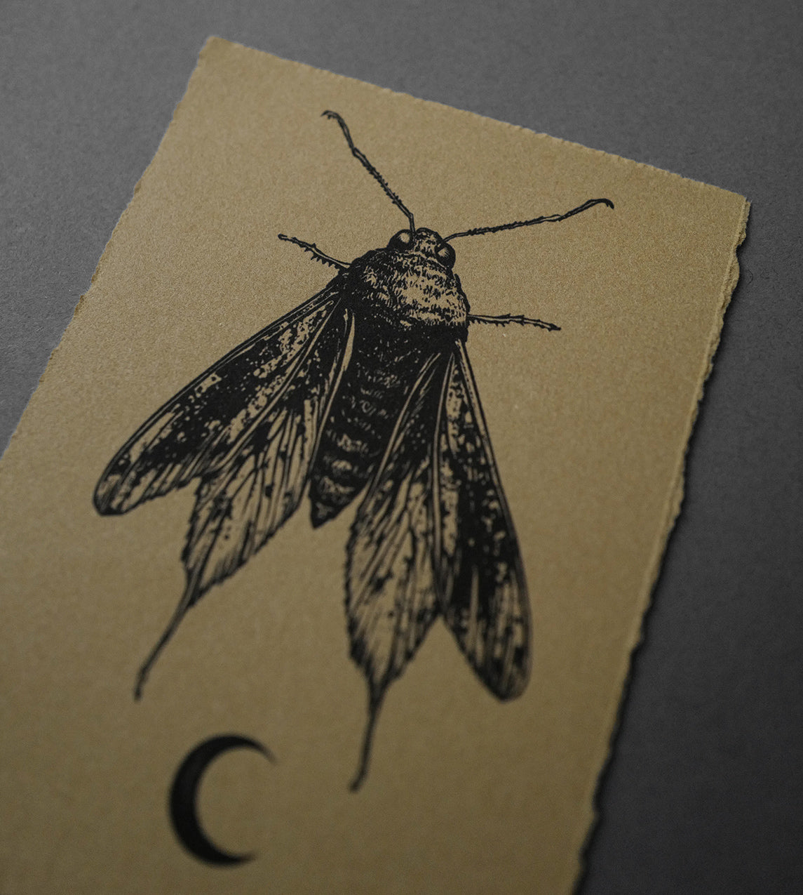 Moth 5 - High-Quality Print – Shrimp Sauce